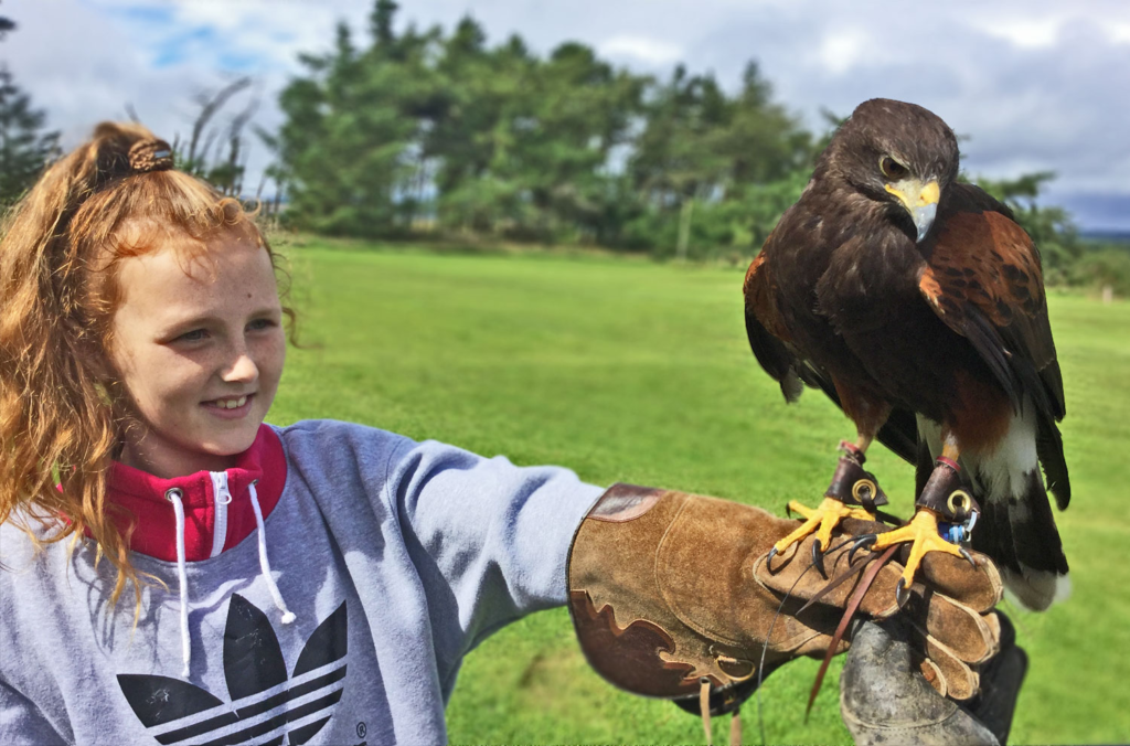Making the Most of Your WonderDays Falconry Experience